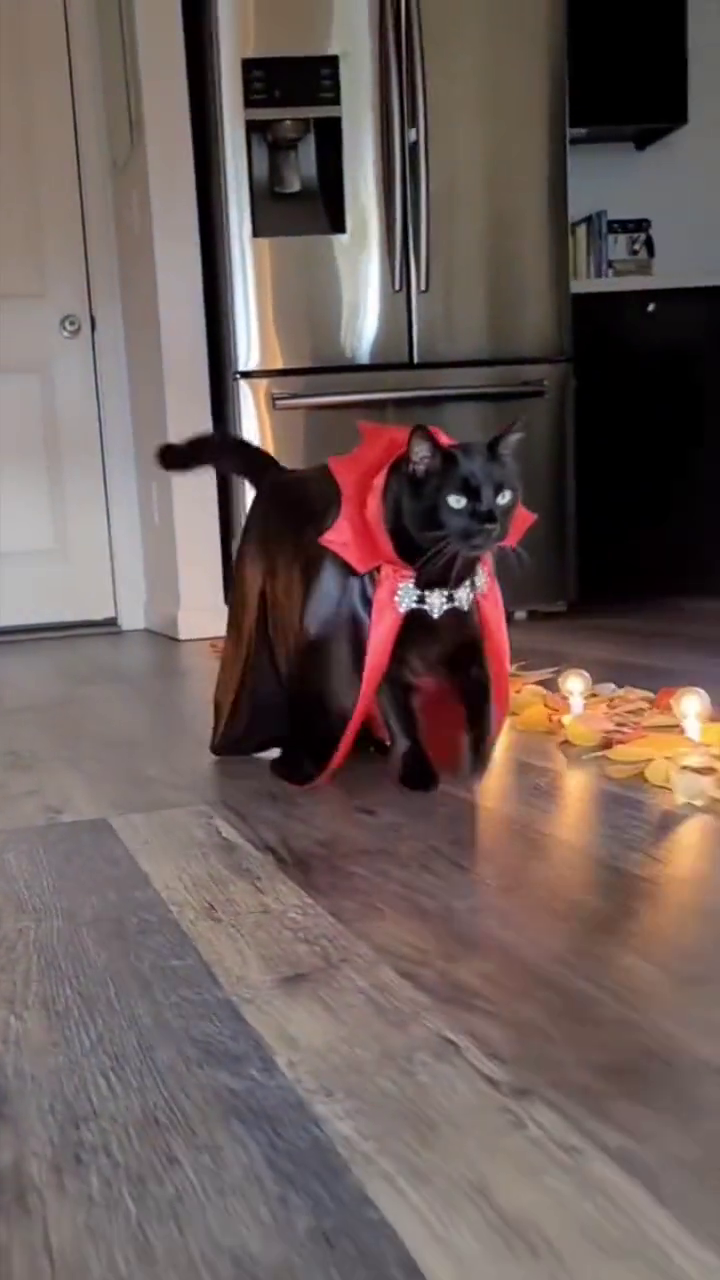 22 Rover the Cat (1) | The Kim Newman Web Site