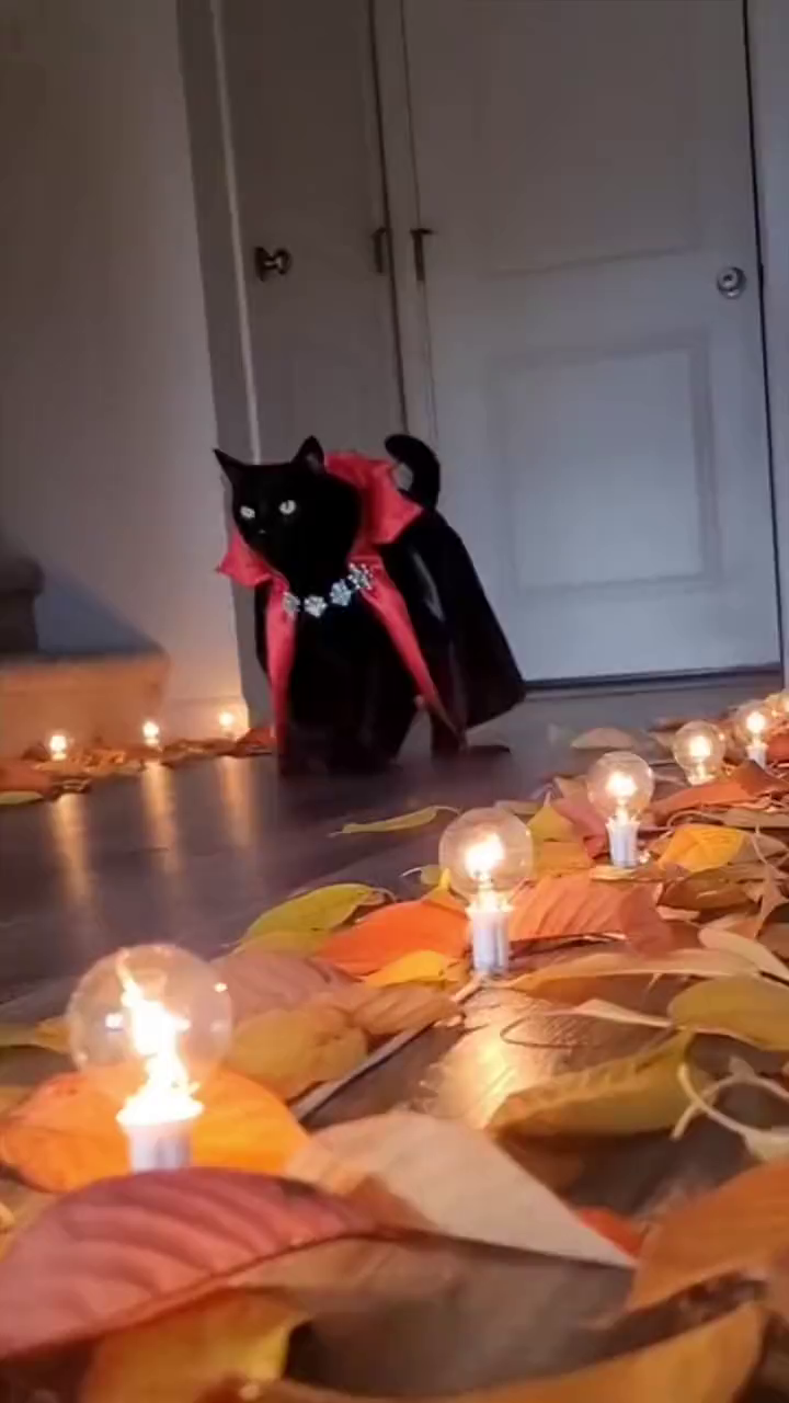 22 Rover the Cat (2) | The Kim Newman Web Site