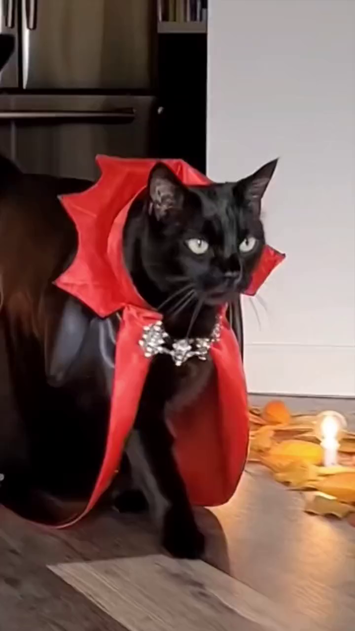 22 Rover the Cat (4) | The Kim Newman Web Site